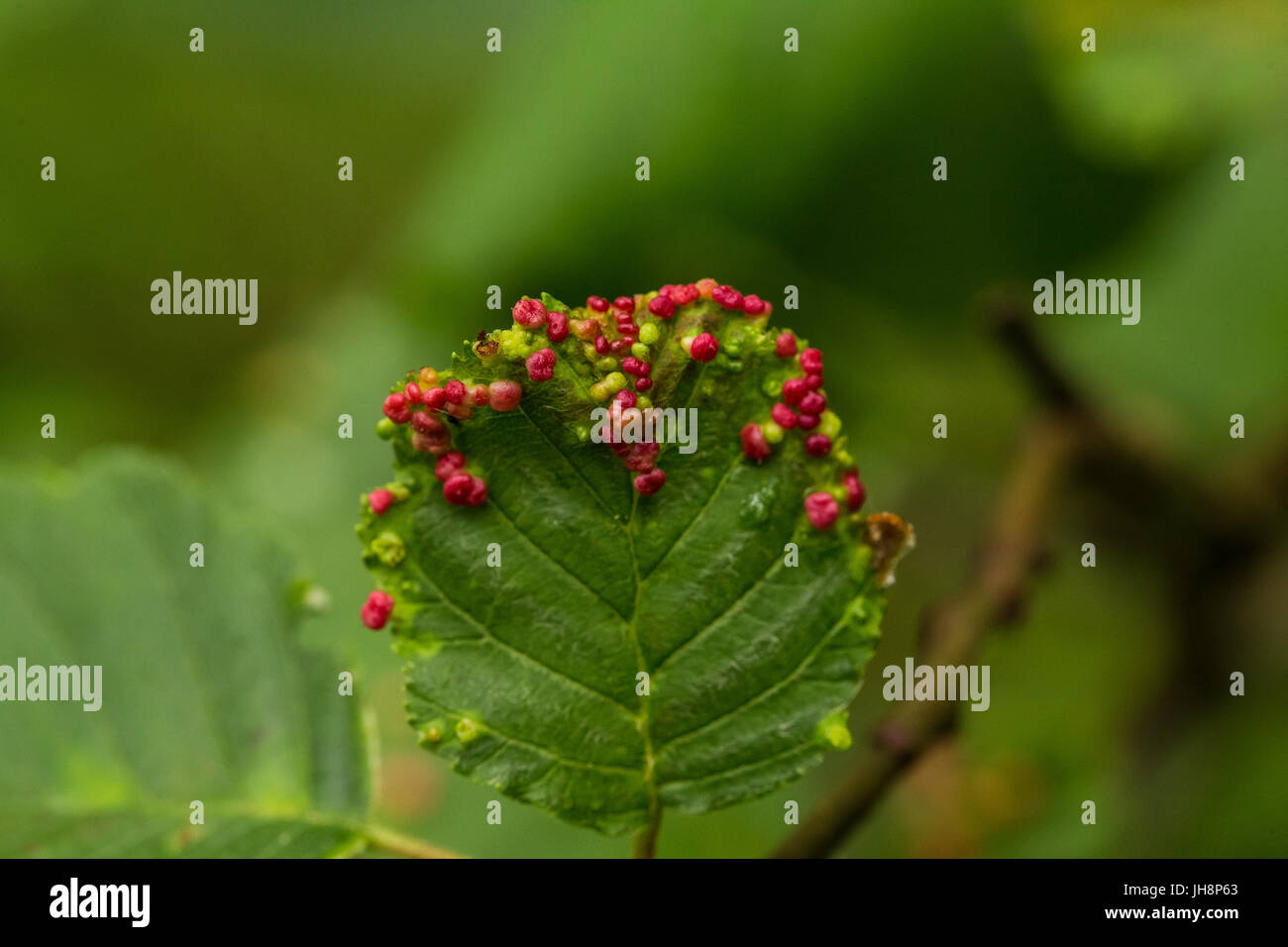 A beautiful, vibrant alder tree leaves on a natural background after ...