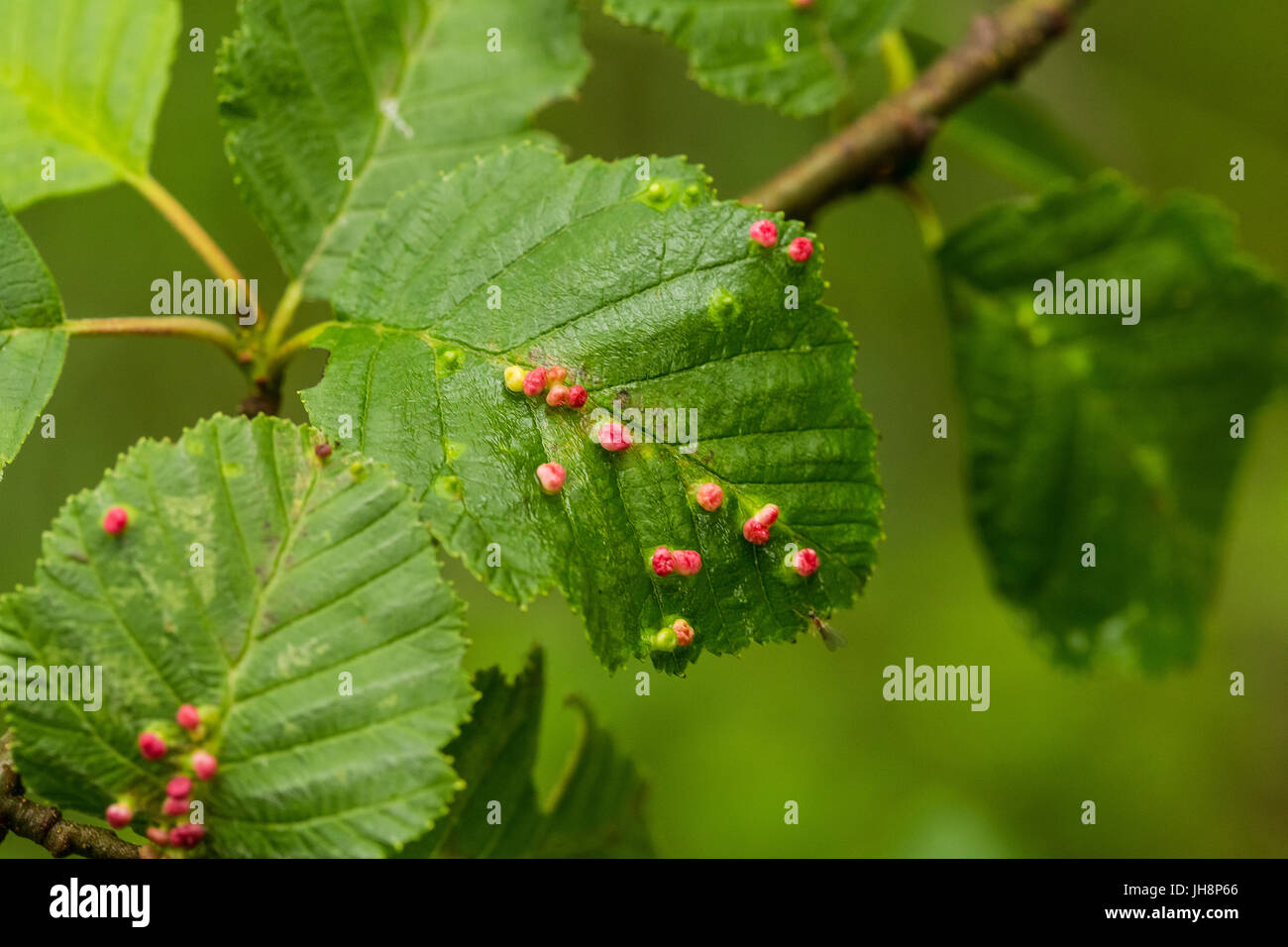 A beautiful, vibrant alder tree leaves on a natural background after ...