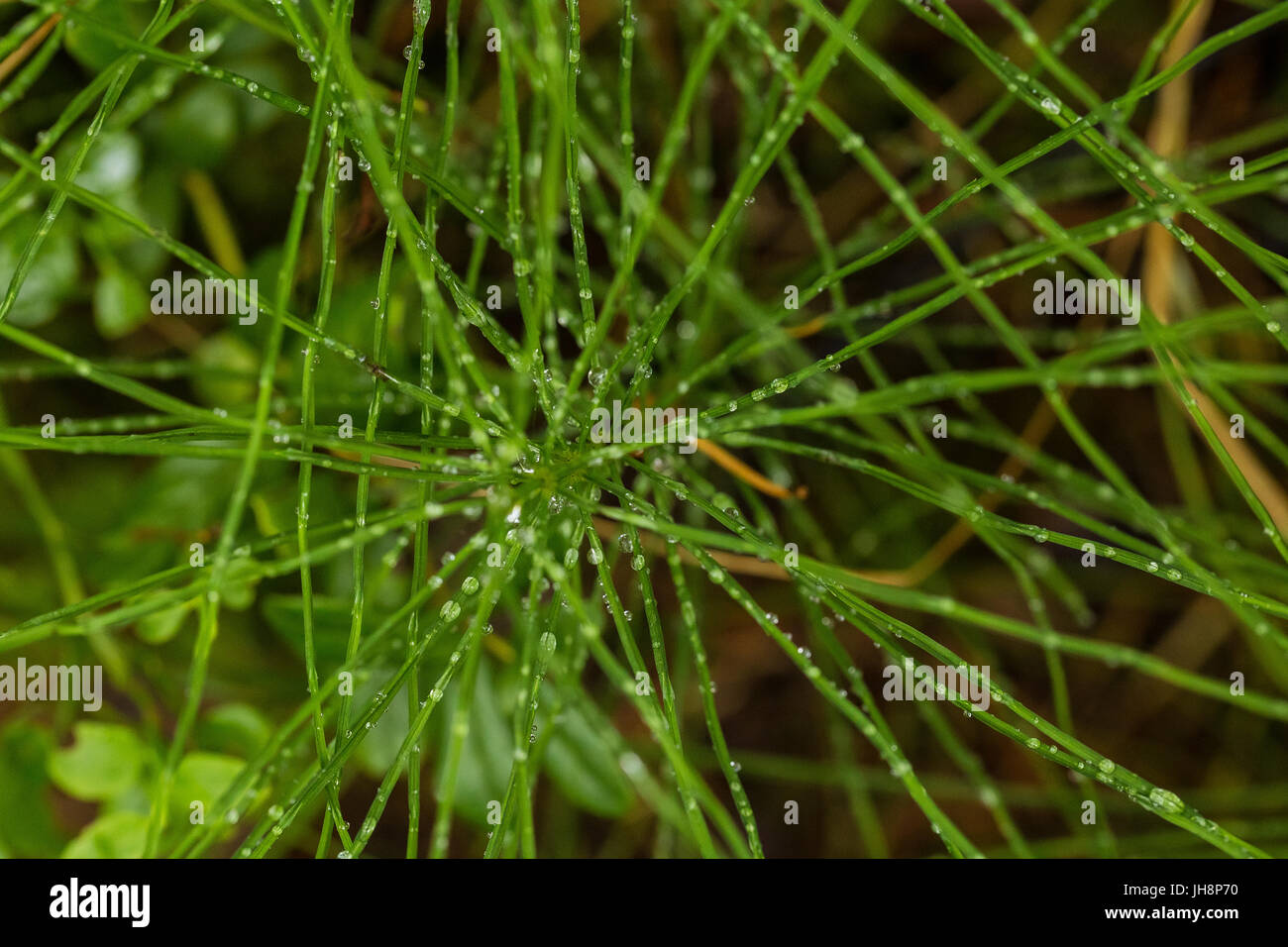 A beautiful closeup of a marsh grass after the rain. Shallow depth of ...