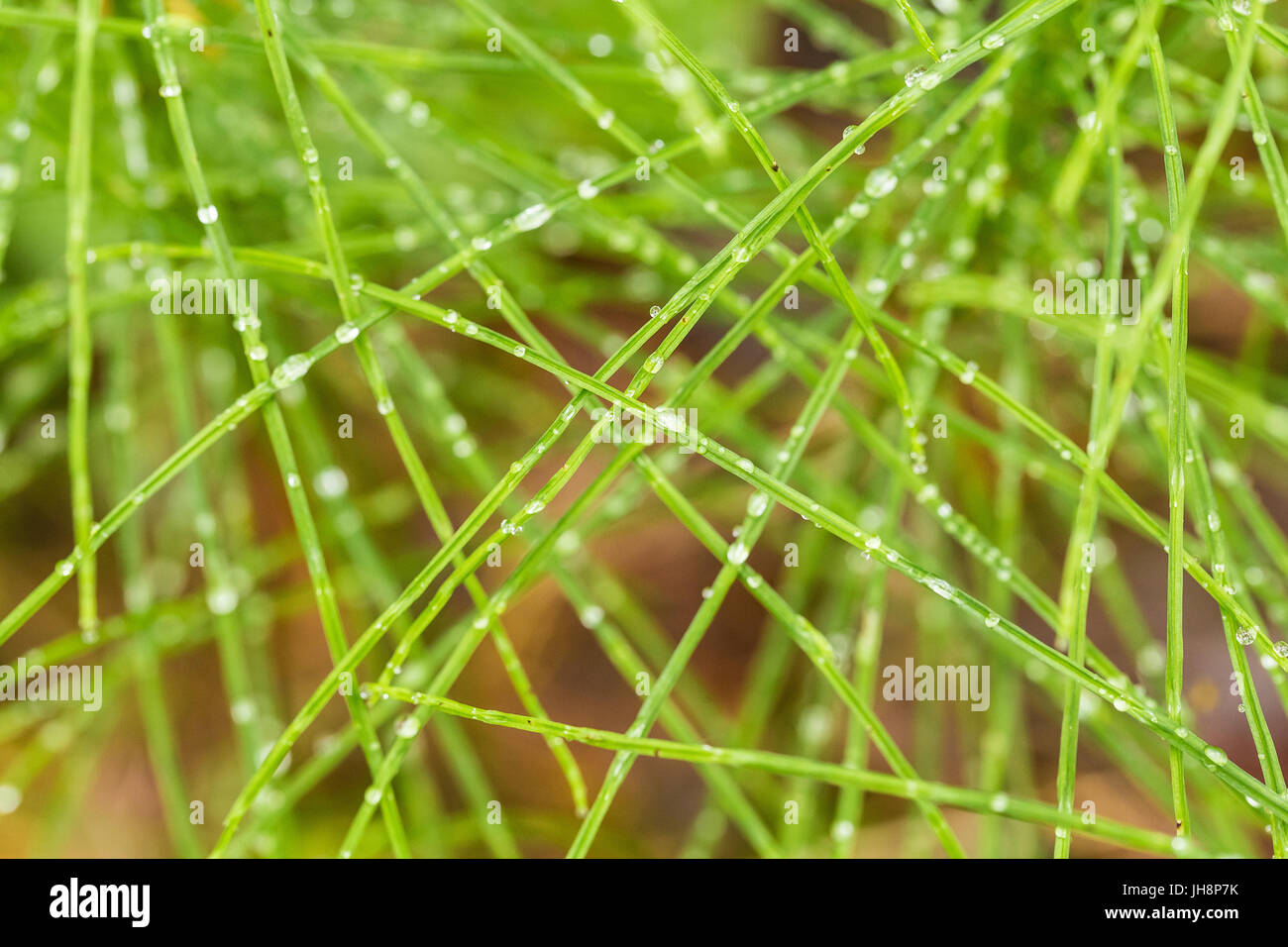 A beautiful closeup of a marsh grass after the rain. Shallow depth of ...