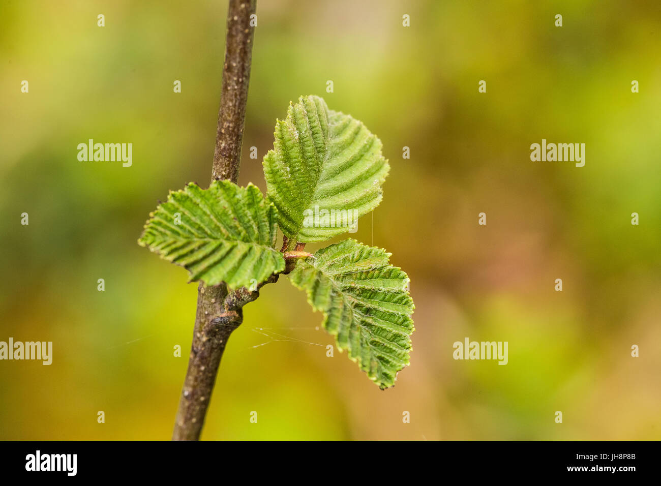 A beautiful, vibrant alder tree leaves on a natural background after ...