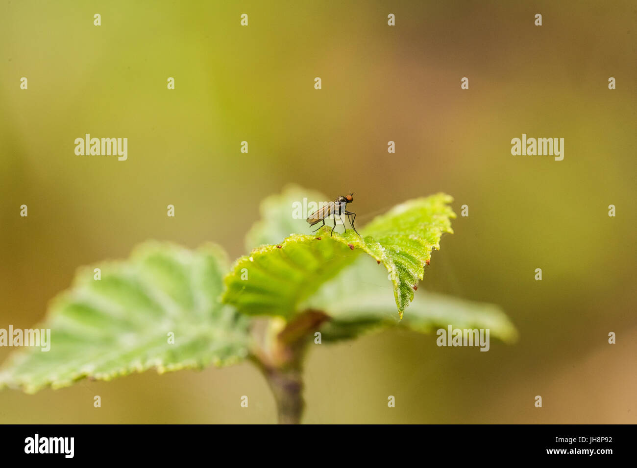 A beautiful, vibrant alder tree leaves on a natural background after ...