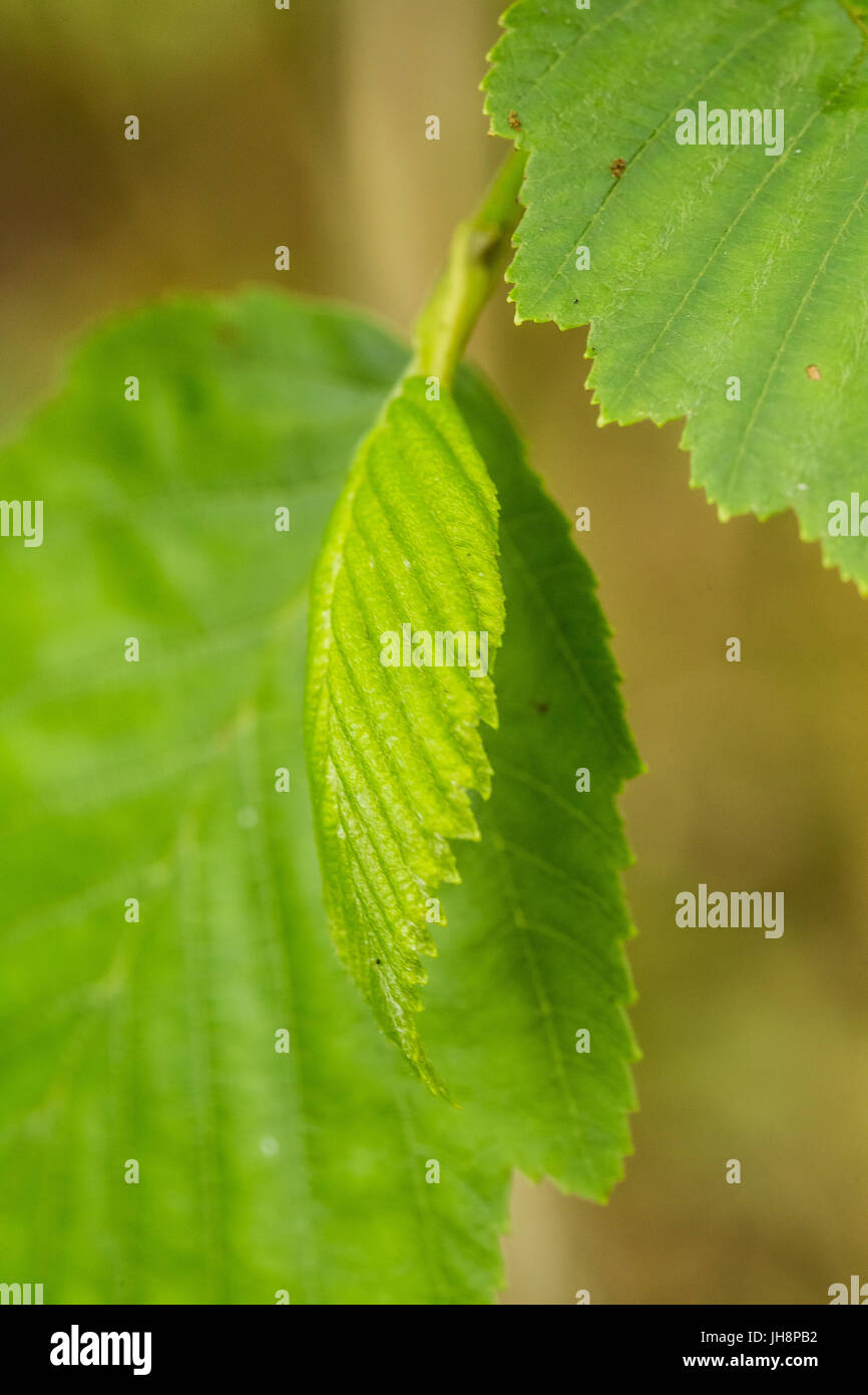 A beautiful, vibrant alder tree leaves on a natural background after ...