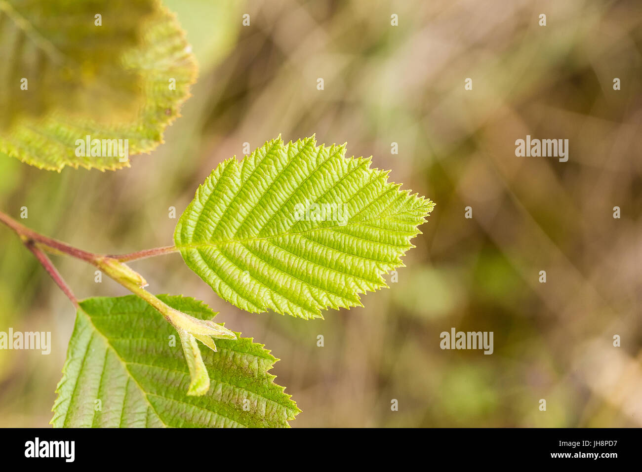 A beautiful, vibrant alder tree leaves on a natural background after ...