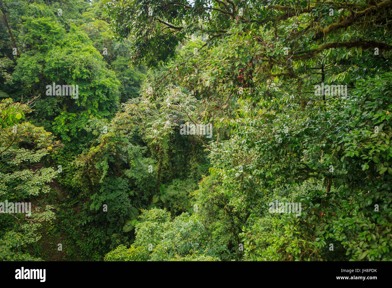 Rainforest plant hi-res stock photography and images - Alamy