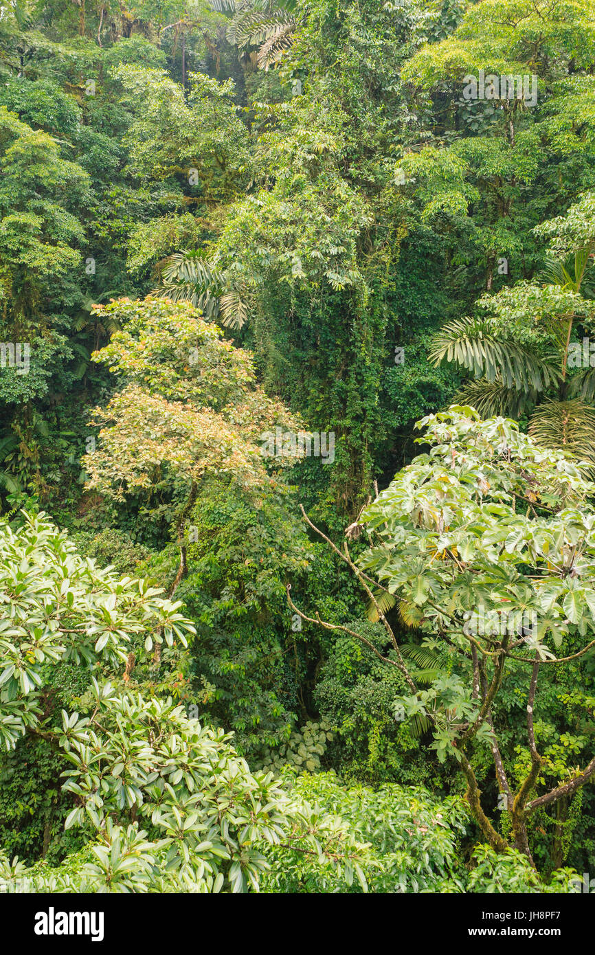 Rainforest plant hi-res stock photography and images - Alamy