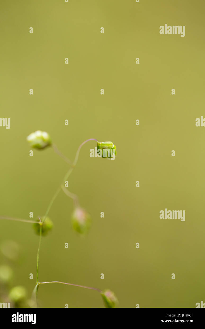 A beautiful closeup of a marsh grass after the rain. Shallow depth of ...