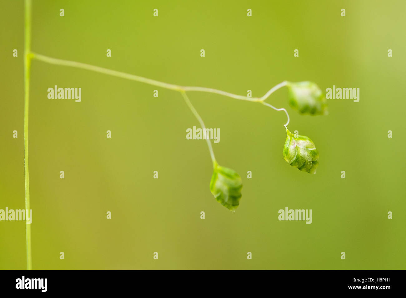 A beautiful closeup of a marsh grass after the rain. Shallow depth of ...