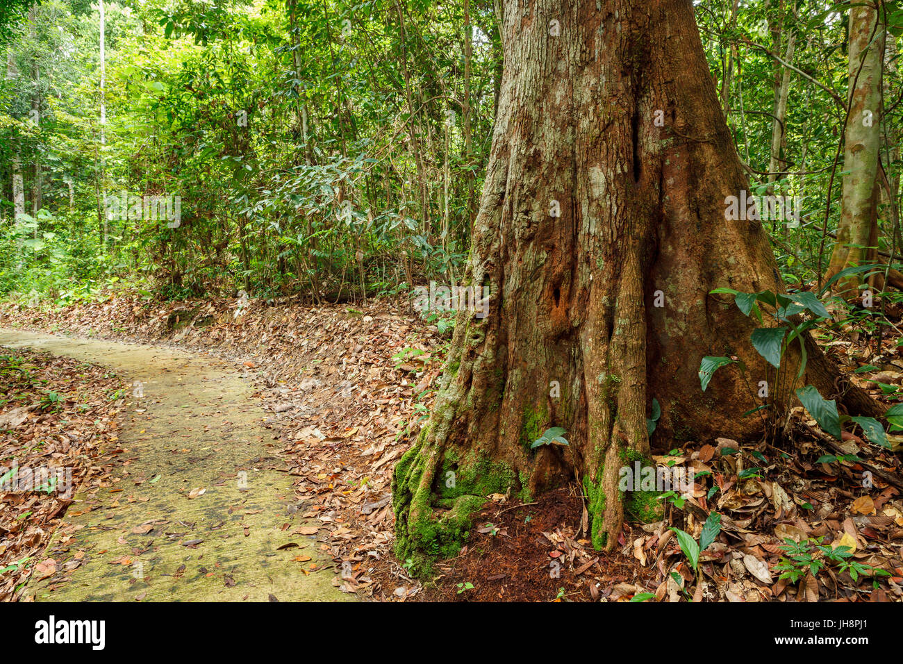 Buttress tree roots in rainforest Stock Photo - Alamy