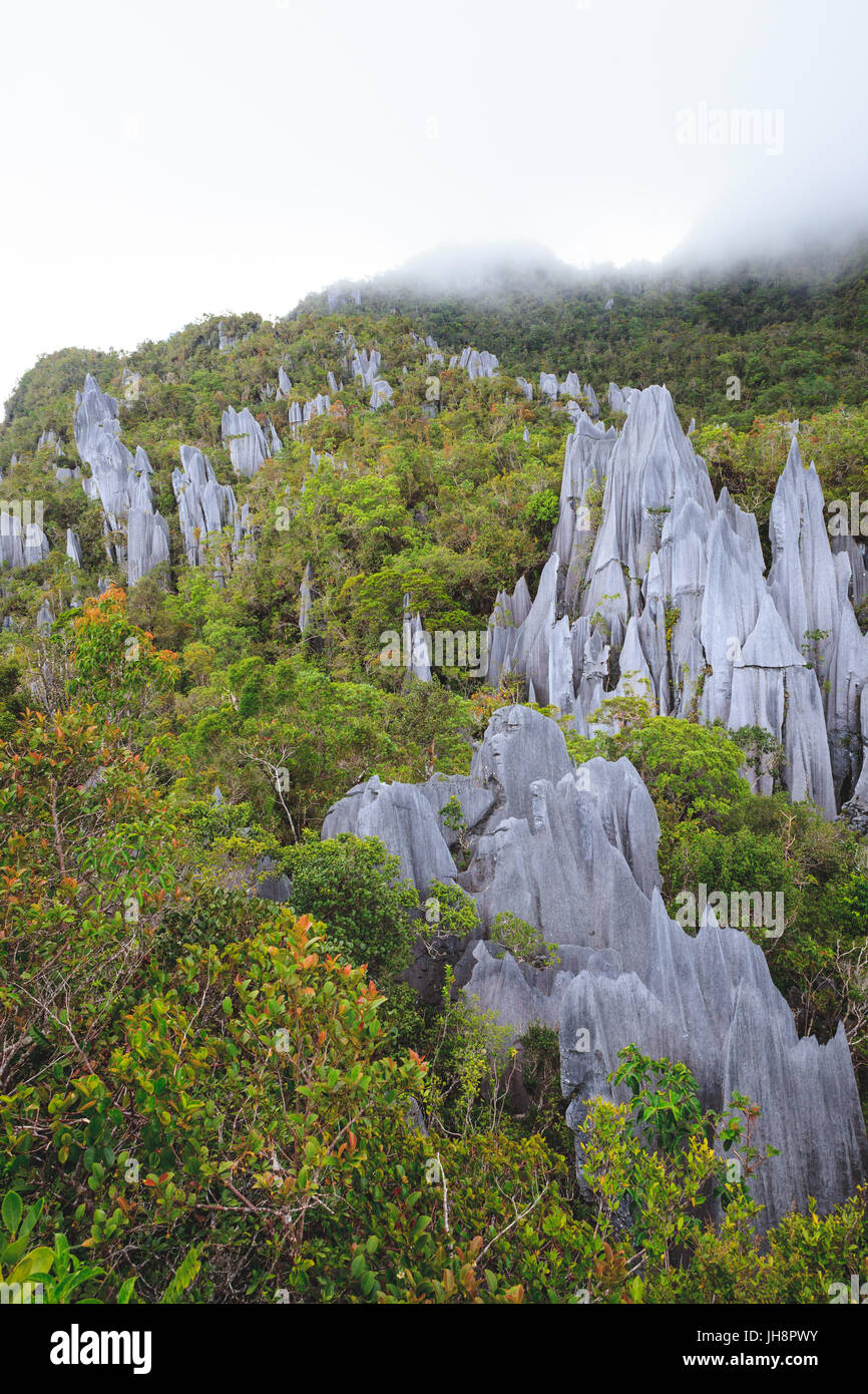 Limestone pinnacles at gunung mulu national park Stock Photo - Alamy
