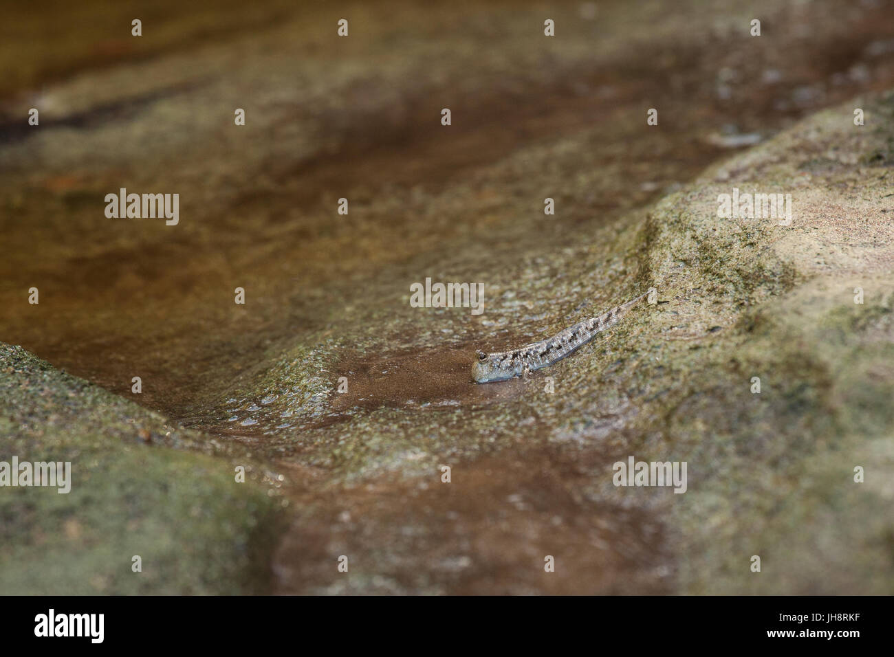 Mud skipper fish on sand beach Stock Photo - Alamy