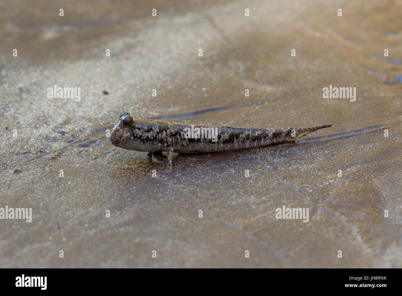 Mud skipper fish on sand beach Stock Photo - Alamy