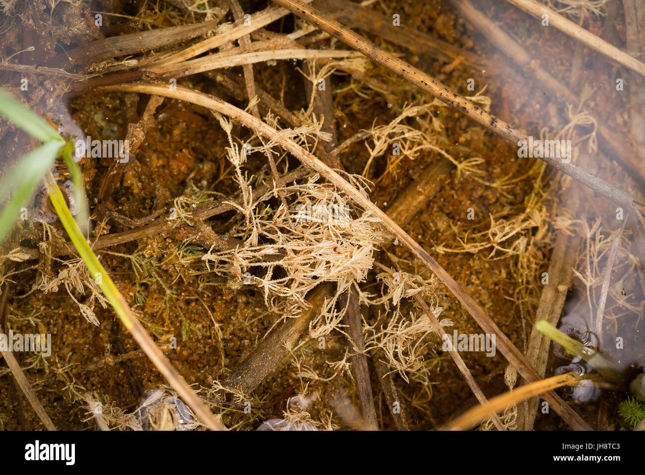 A beautiful closeup of a small bladderwort in a marsh. SHallow depth of ...