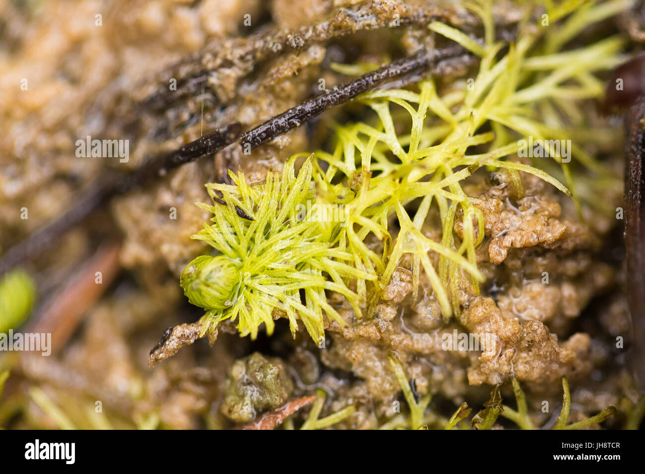 Marsh plant under surface hi-res stock photography and images - Alamy