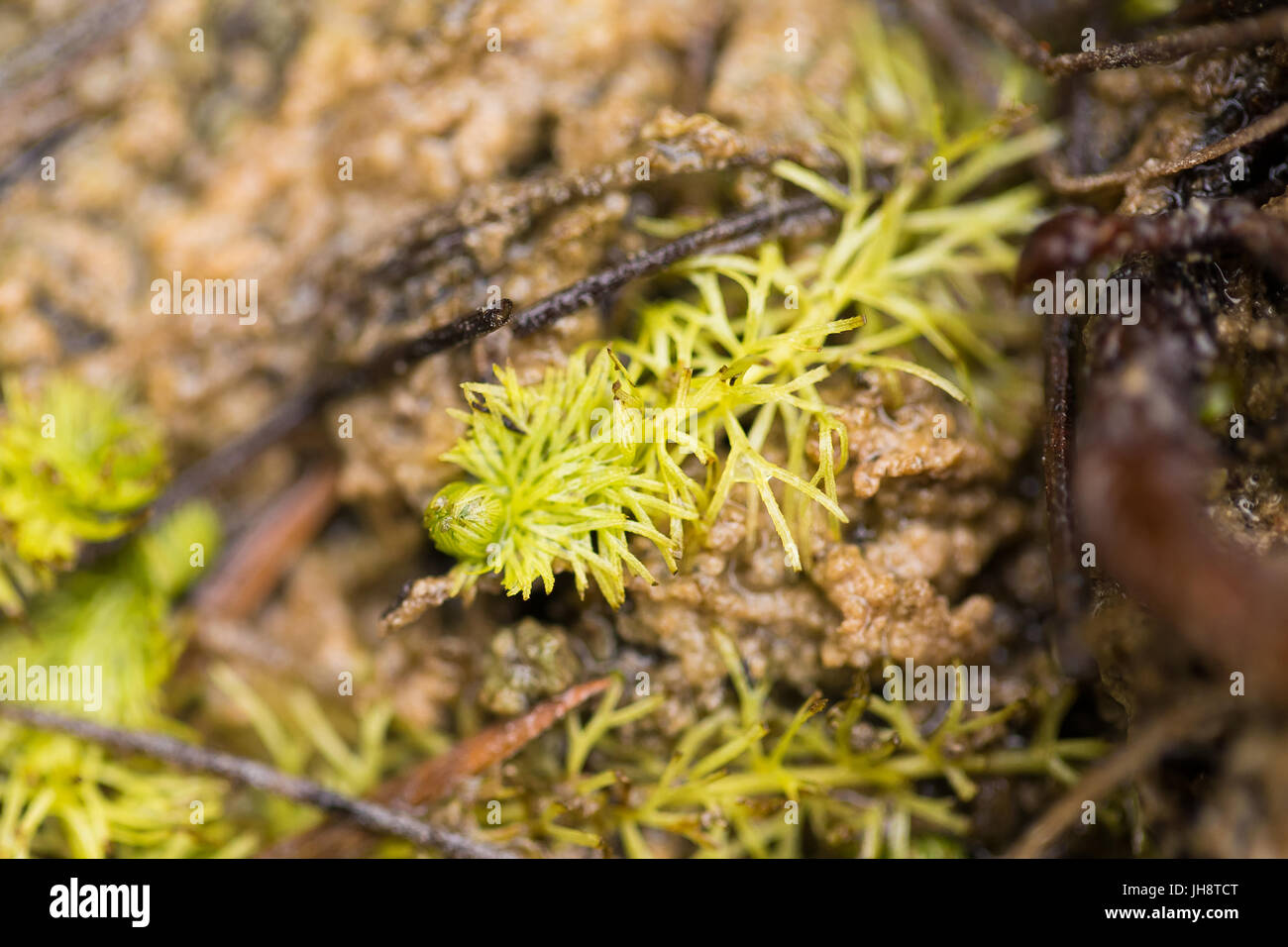 A beautiful closeup of a small bladderwort in a marsh. SHallow depth of ...