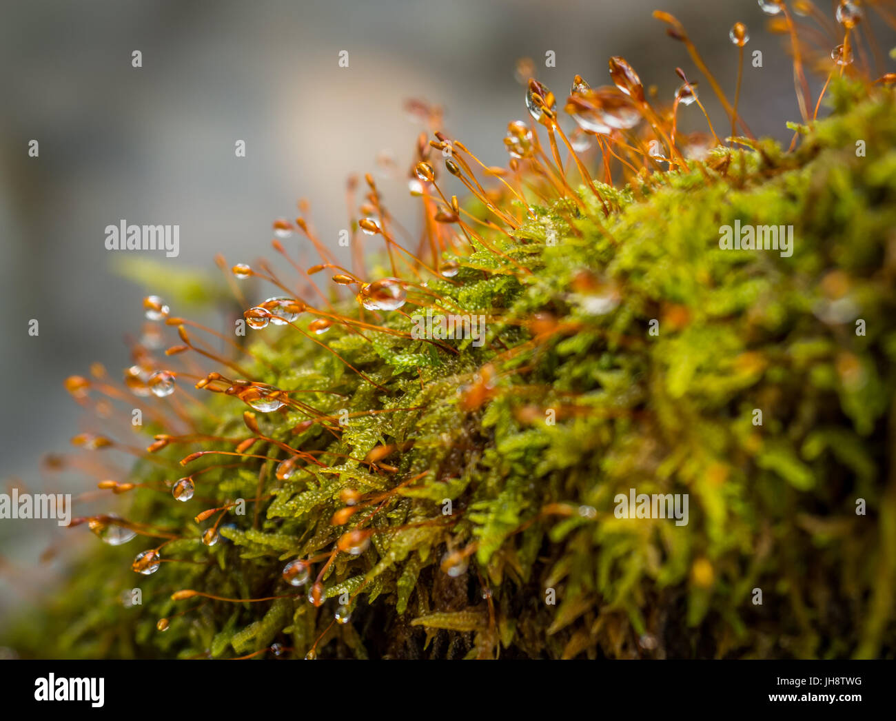 Moss with waterdrops Stock Photo - Alamy