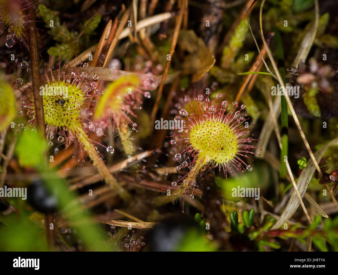 A beautiful round leaved sundew in a marsh after the rain. Shallow ...