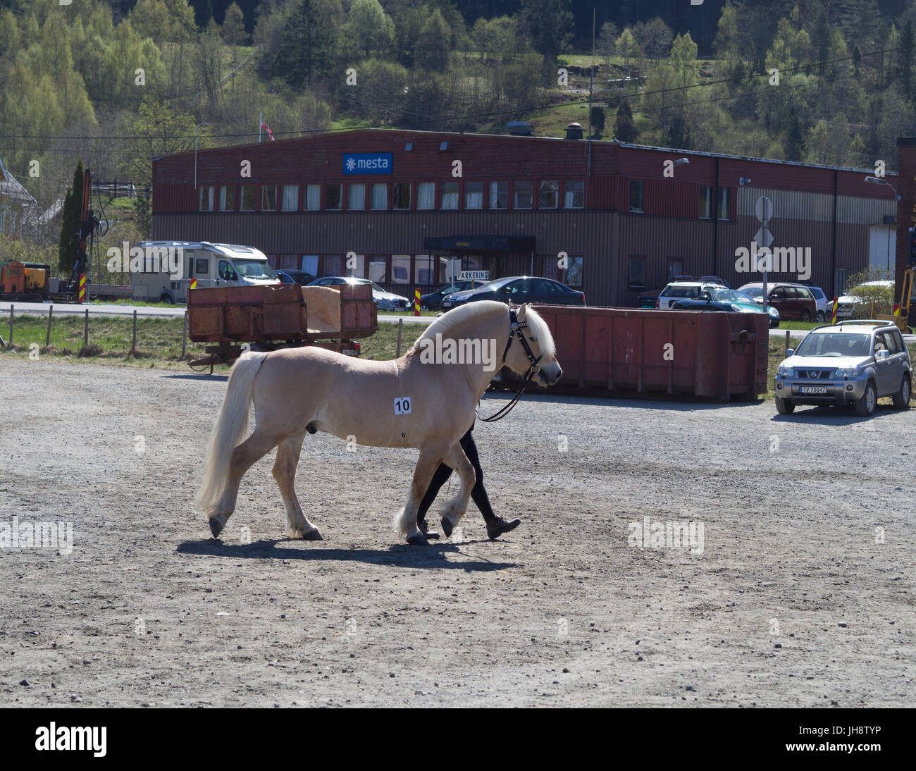 Fjordhest, Fjordhorse in Norway Stock Photo - Alamy