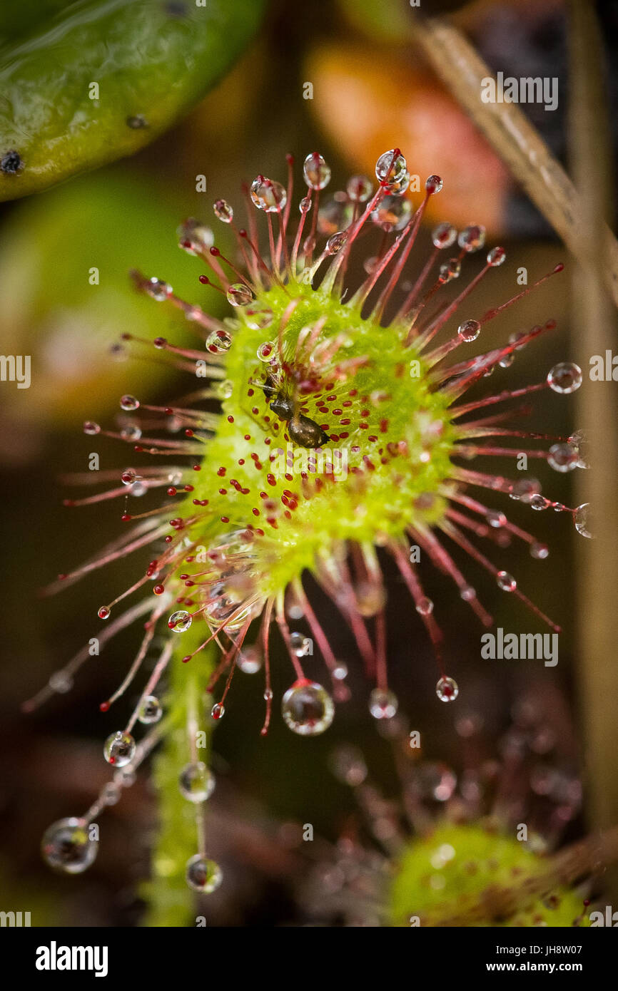 A beautiful round leaved sundew in a marsh after the rain. Shallow ...