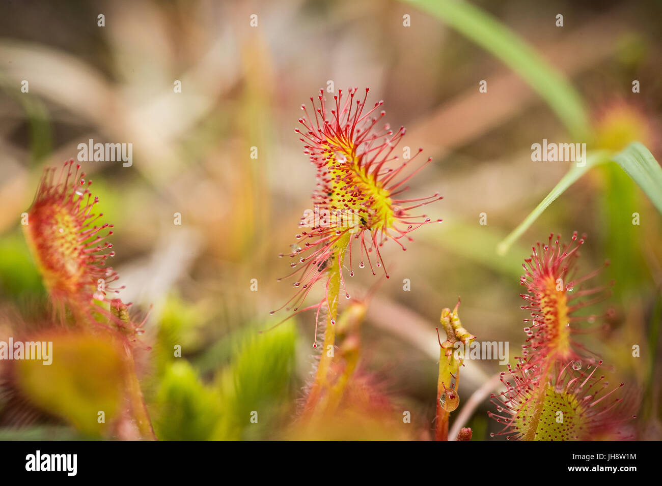 A beautiful round leaved sundew in a marsh after the rain. Shallow ...