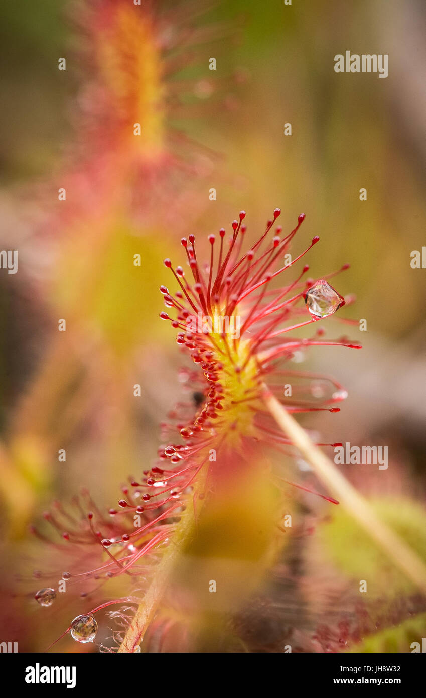 A beautiful round leaved sundew in a marsh after the rain. Shallow ...