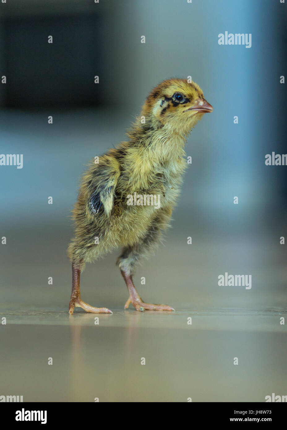 One week old chicken hi-res stock photography and images - Alamy