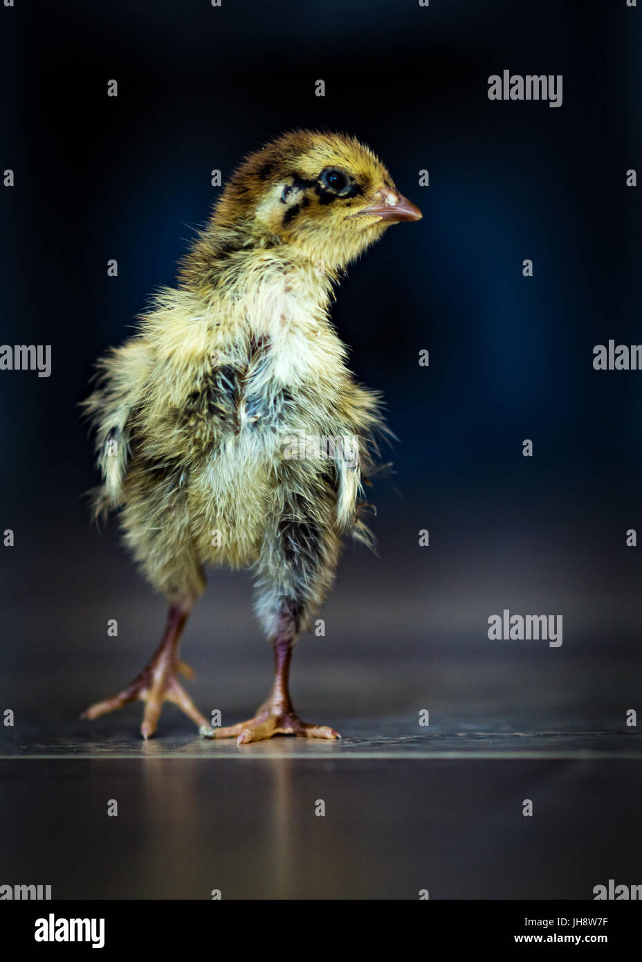 Chicken baby that is one week old Stock Photo - Alamy