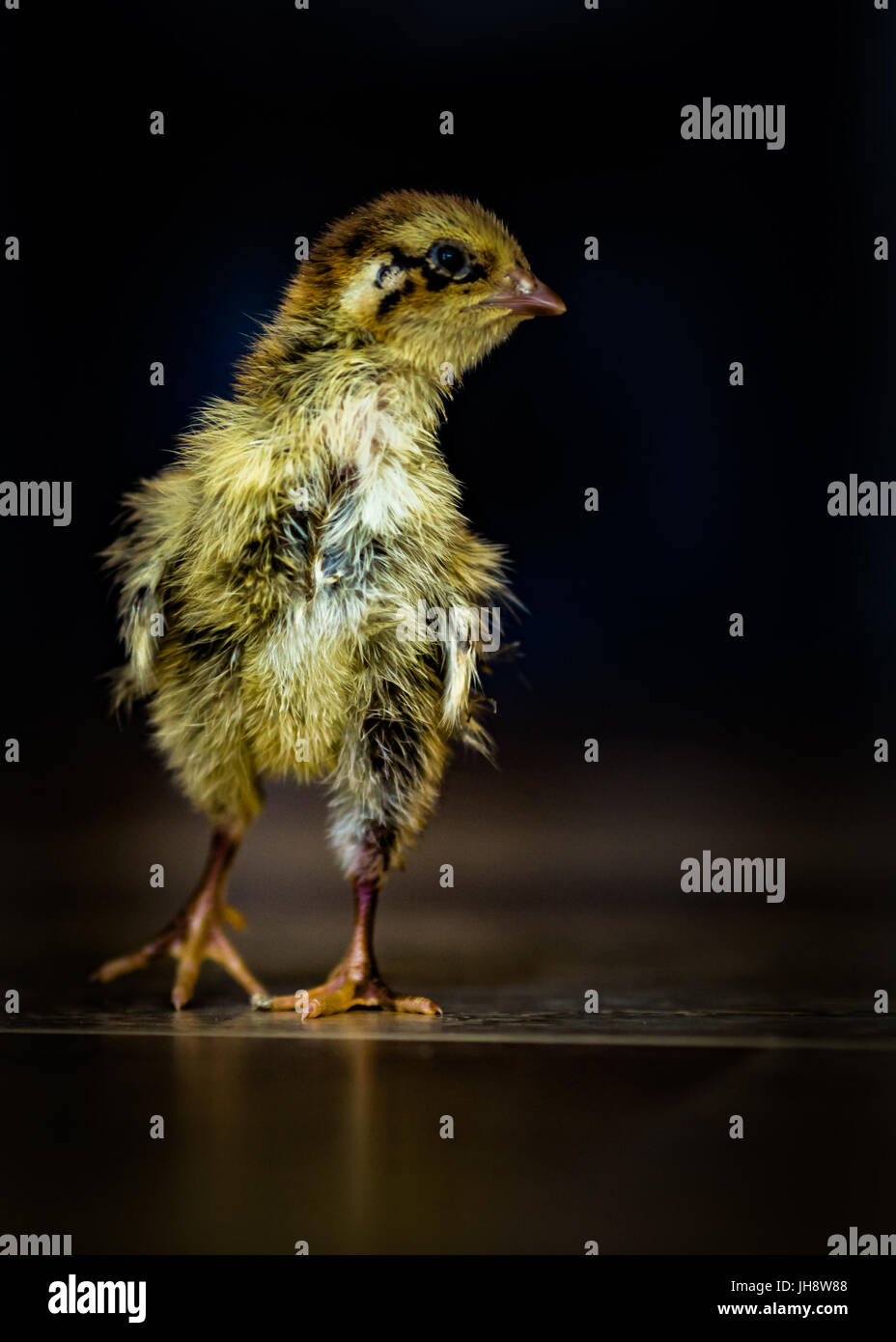 Chicken baby that is one week old Stock Photo - Alamy