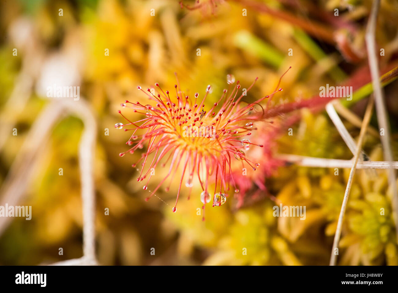 A beautiful round leaved sundew in a marsh after the rain. Shallow ...