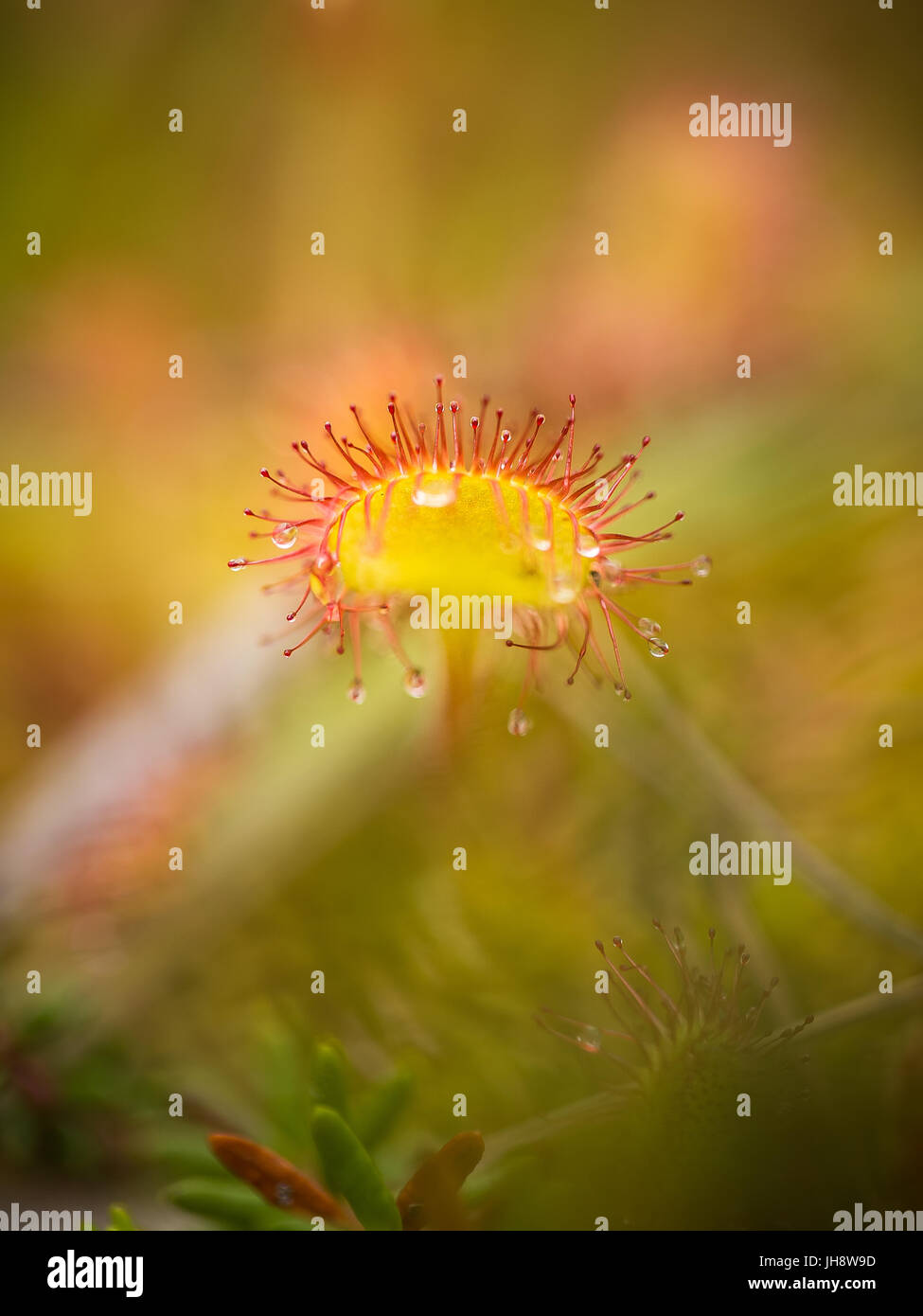 A beautiful round leaved sundew in a marsh after the rain. Shallow ...