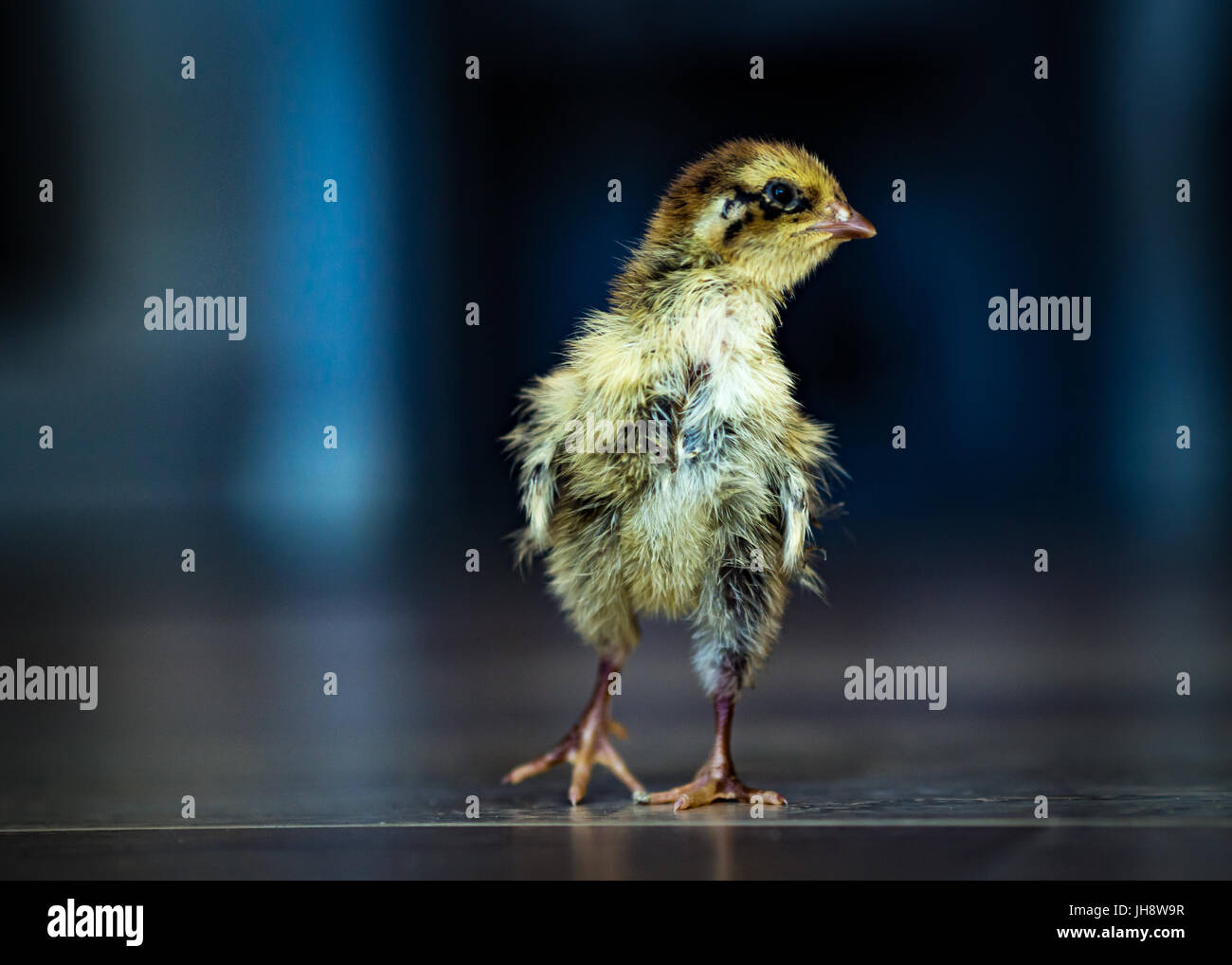 One week old chicken hi-res stock photography and images - Alamy