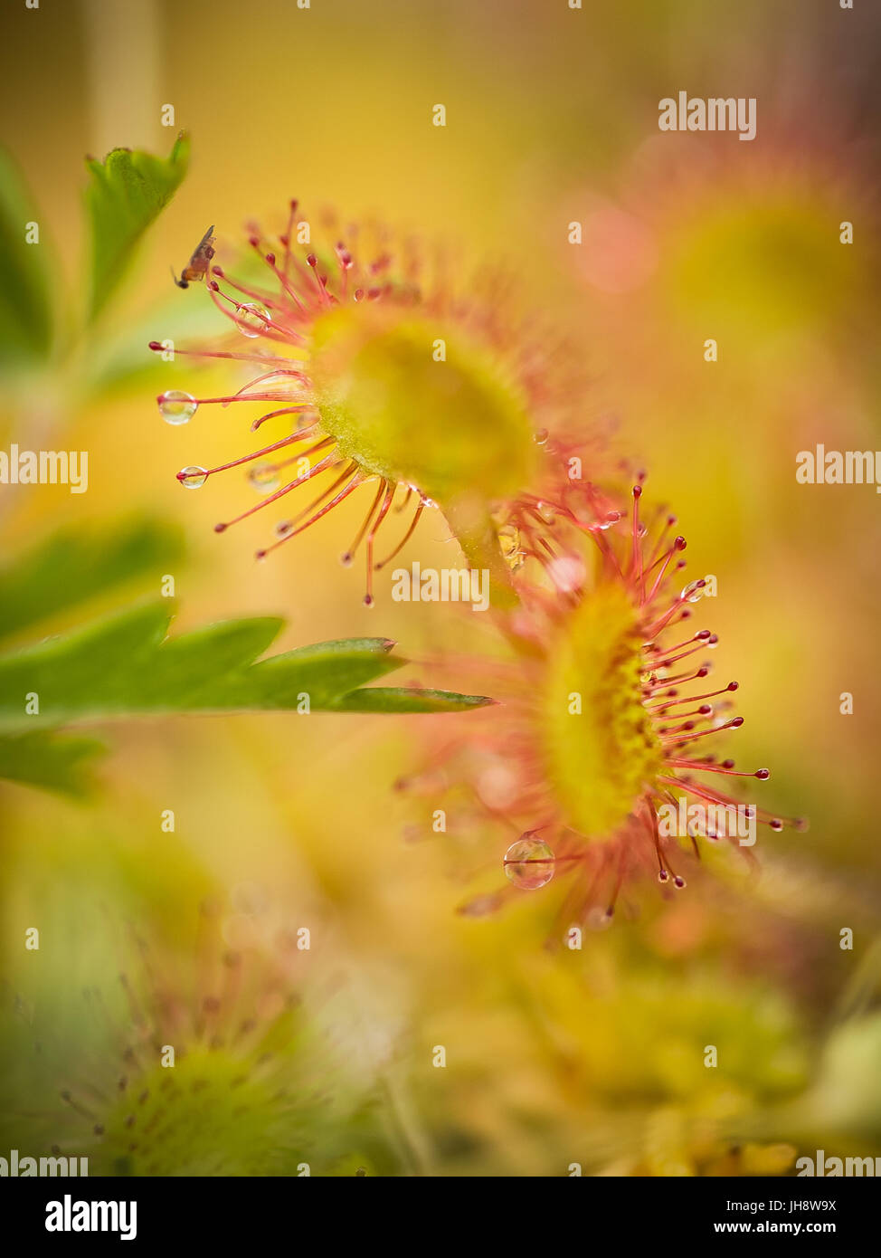 A beautiful round leaved sundew in a marsh after the rain. Shallow ...