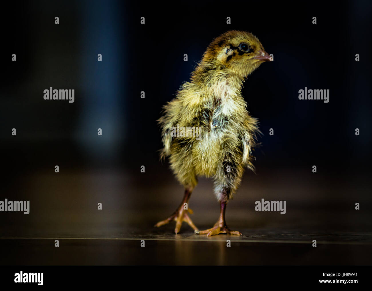 Chicken baby that is one week old Stock Photo - Alamy