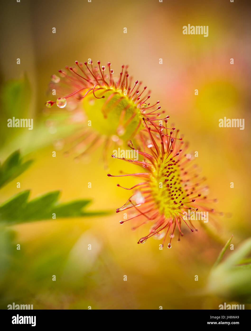 A beautiful round leaved sundew in a marsh after the rain. Shallow ...