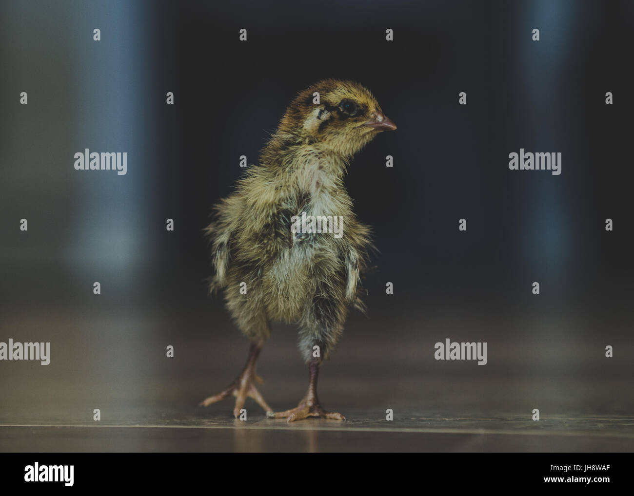 Chicken baby that is one week old Stock Photo - Alamy
