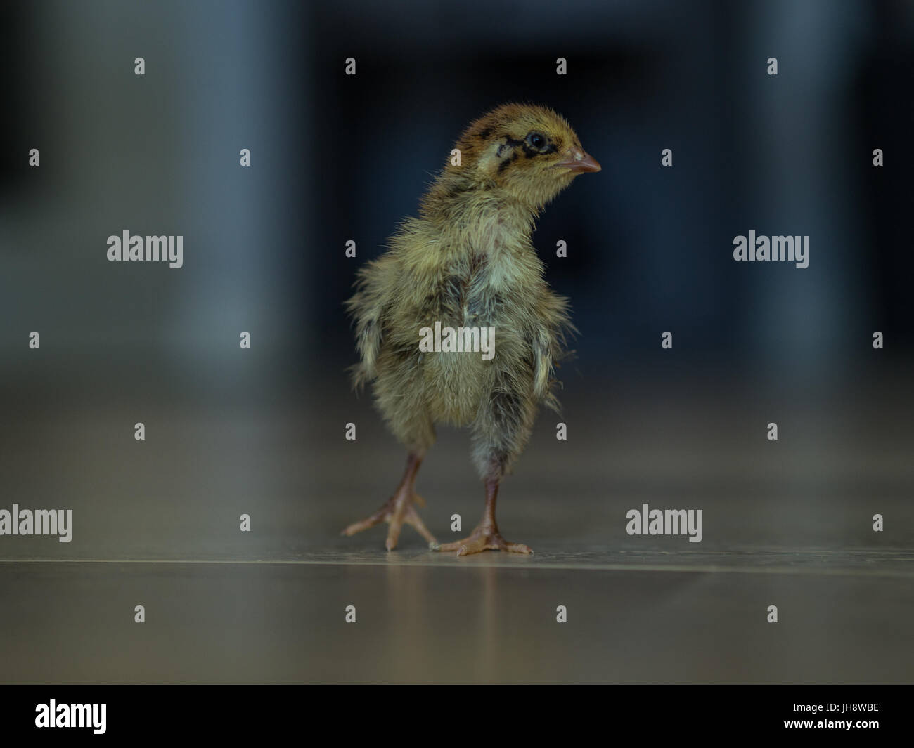 Chicken baby that is one week old Stock Photo - Alamy