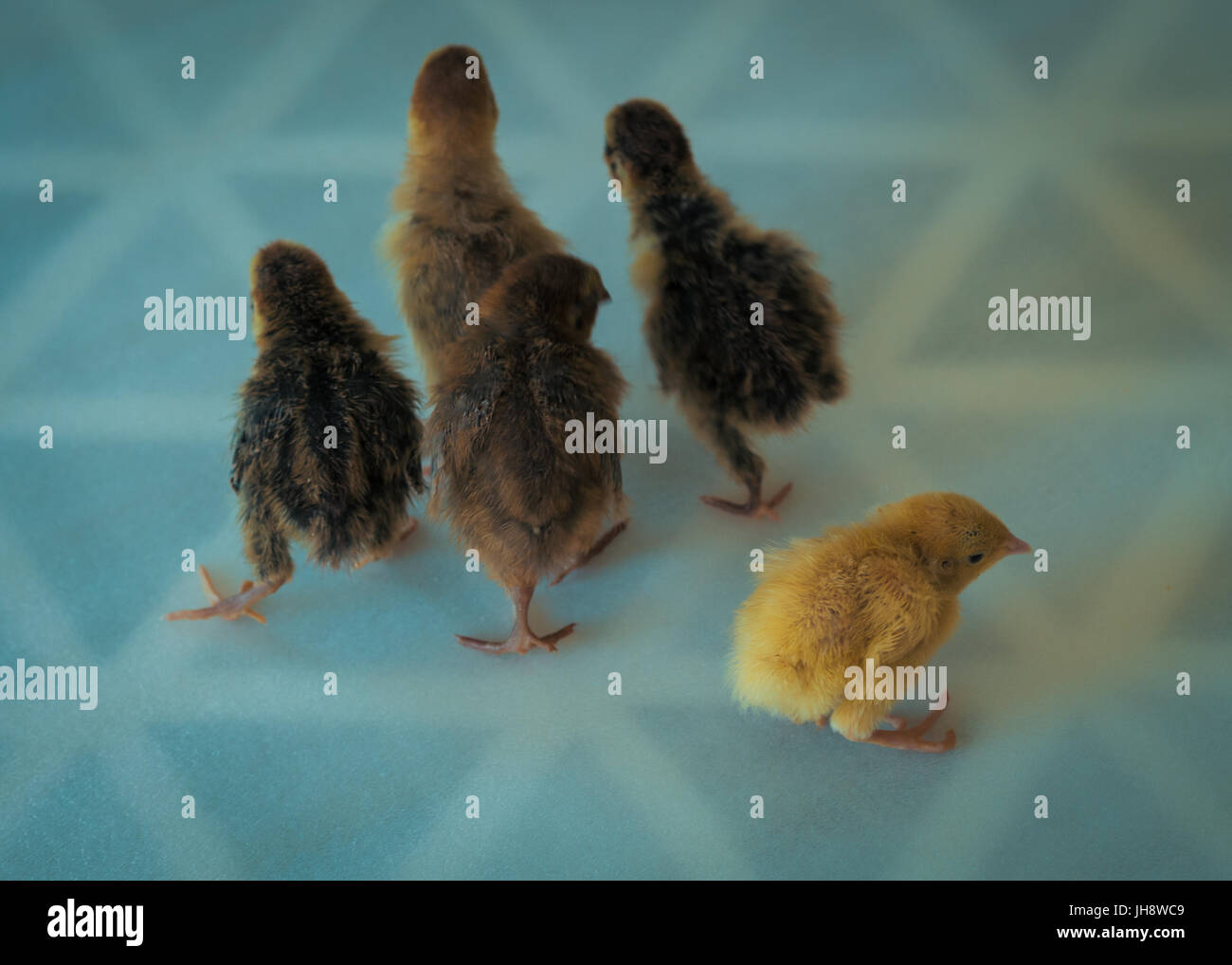 Chicken babies, one week old, walking different directions Stock Photo ...