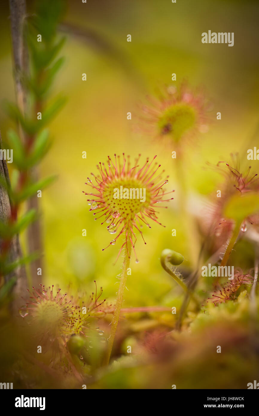 A beautiful round leaved sundew in a marsh after the rain. Shallow ...
