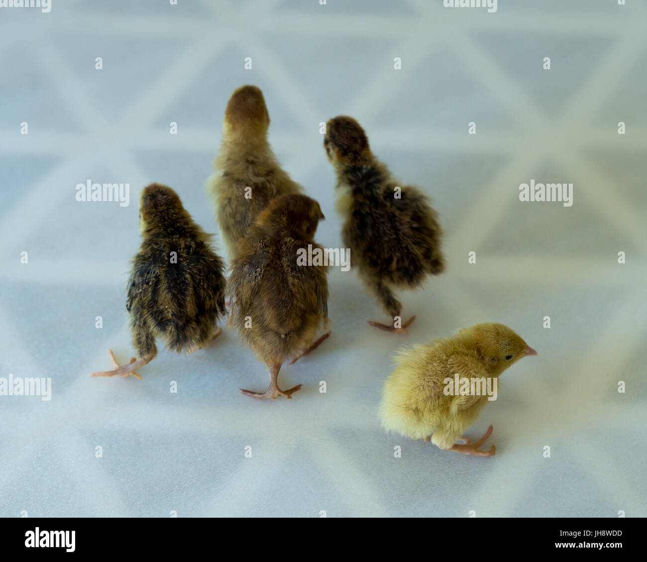 Chicken babies, one week old, walking different directions Stock Photo ...