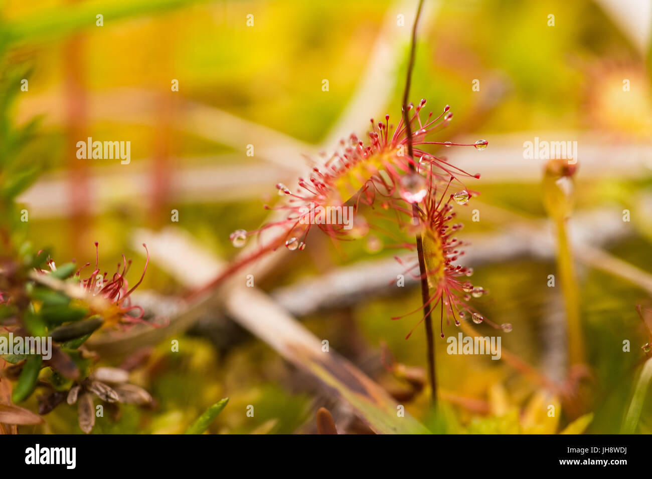 A beautiful round leaved sundew in a marsh after the rain. Shallow ...