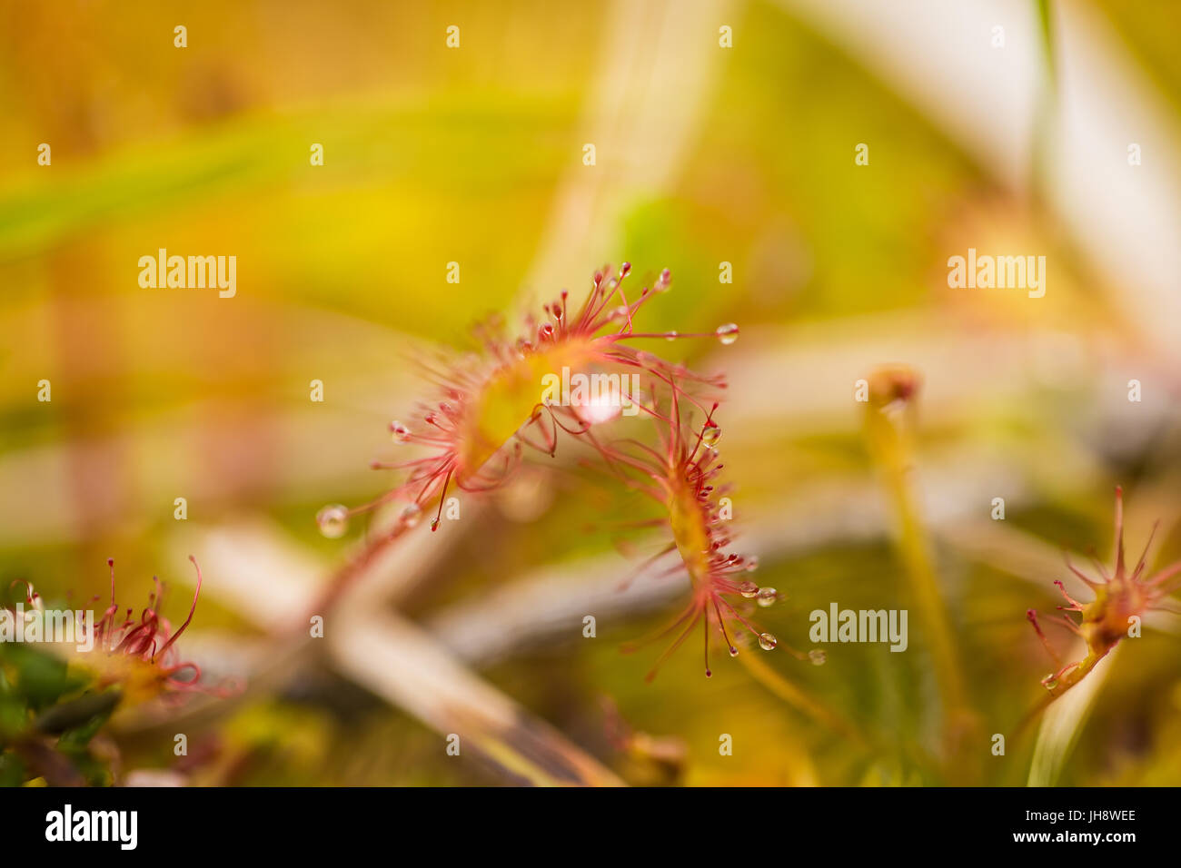 A beautiful round leaved sundew in a marsh after the rain. Shallow ...
