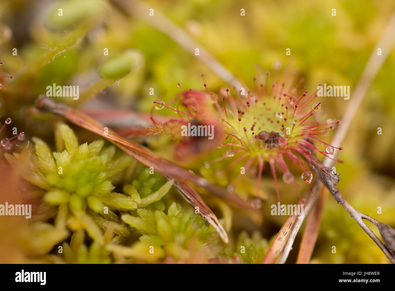 A beautiful round leaved sundew in a marsh after the rain. Shallow ...