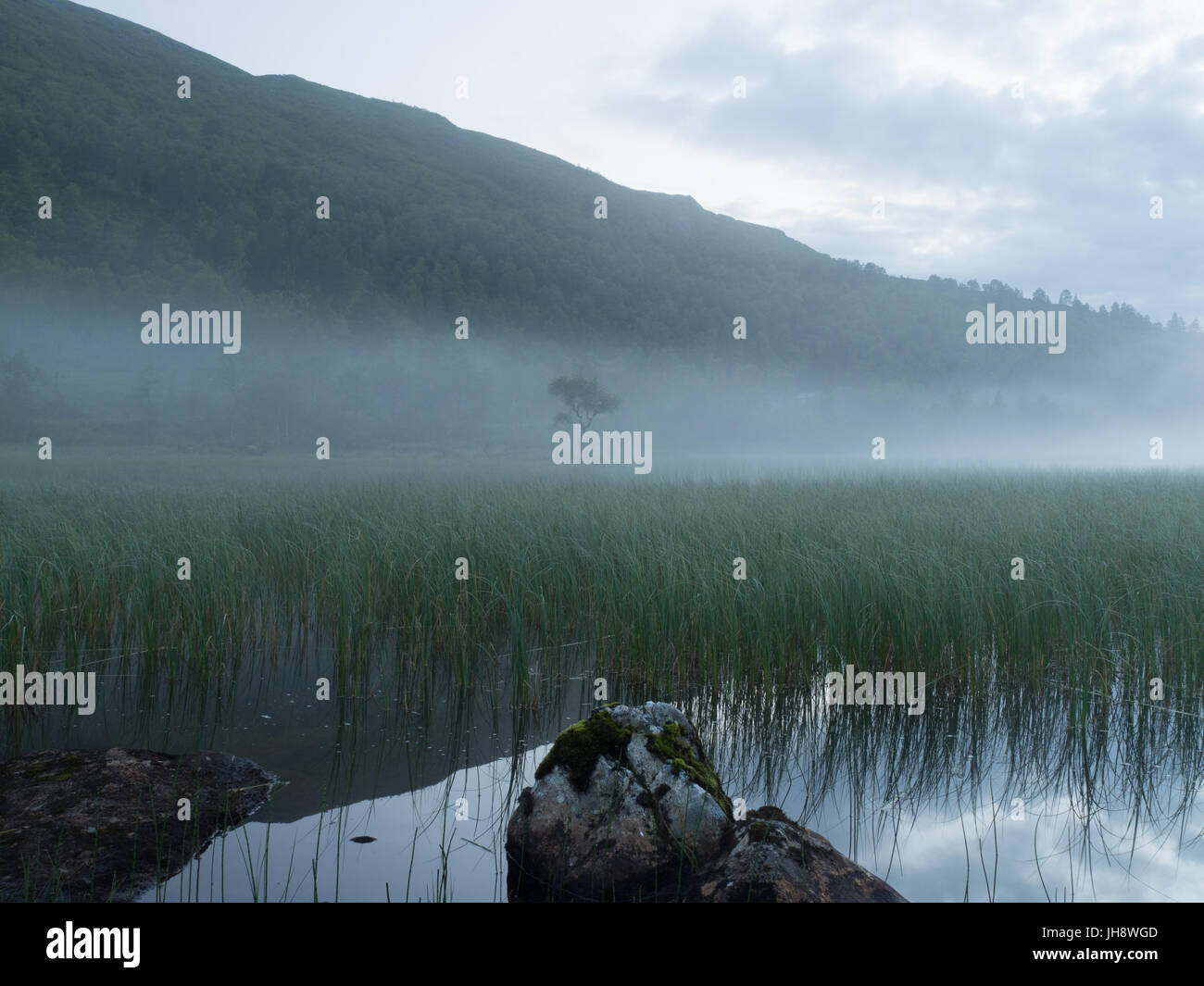 Misty lake with a single tree in the middle Stock Photo - Alamy