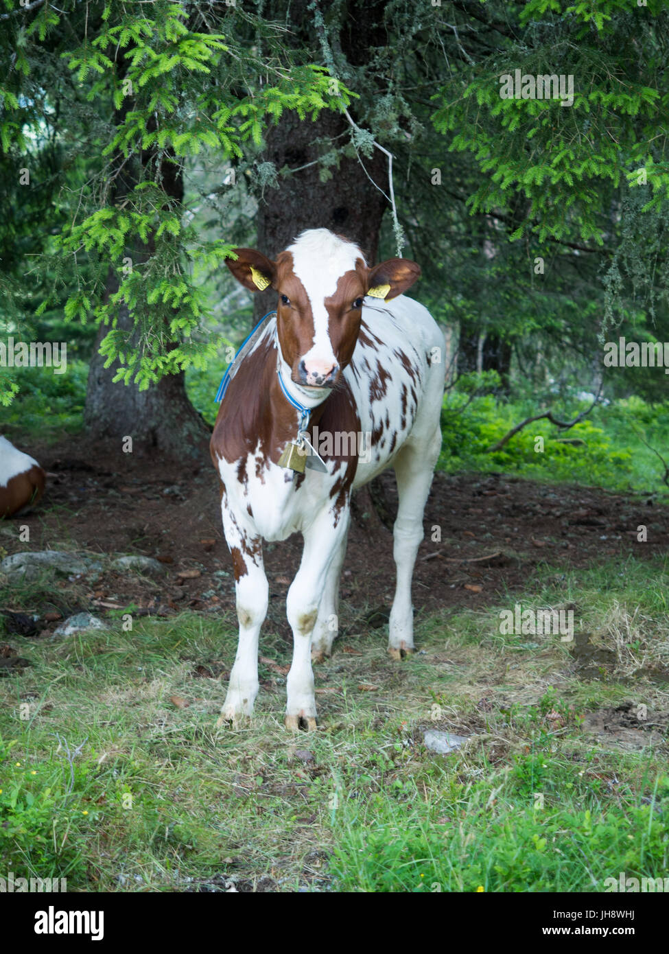 Norwegian cow hi-res stock photography and images - Alamy