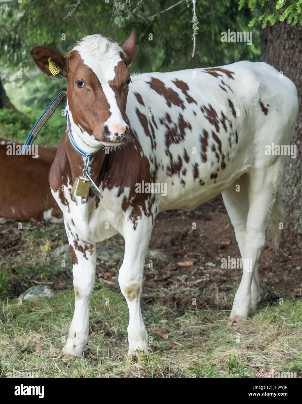Cow is posing for the photograph Stock Photo - Alamy