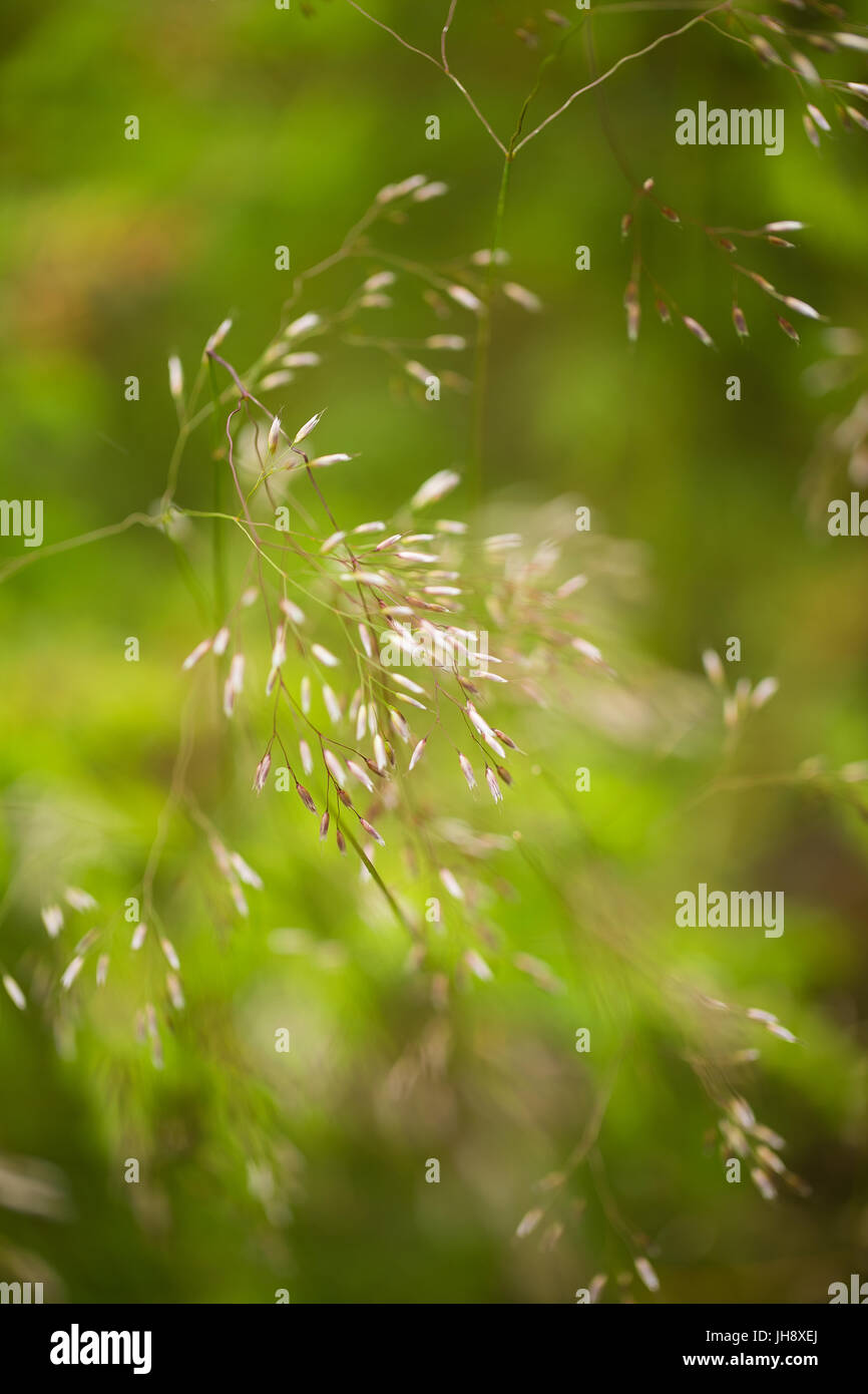 Bent grass hi-res stock photography and images - Alamy
