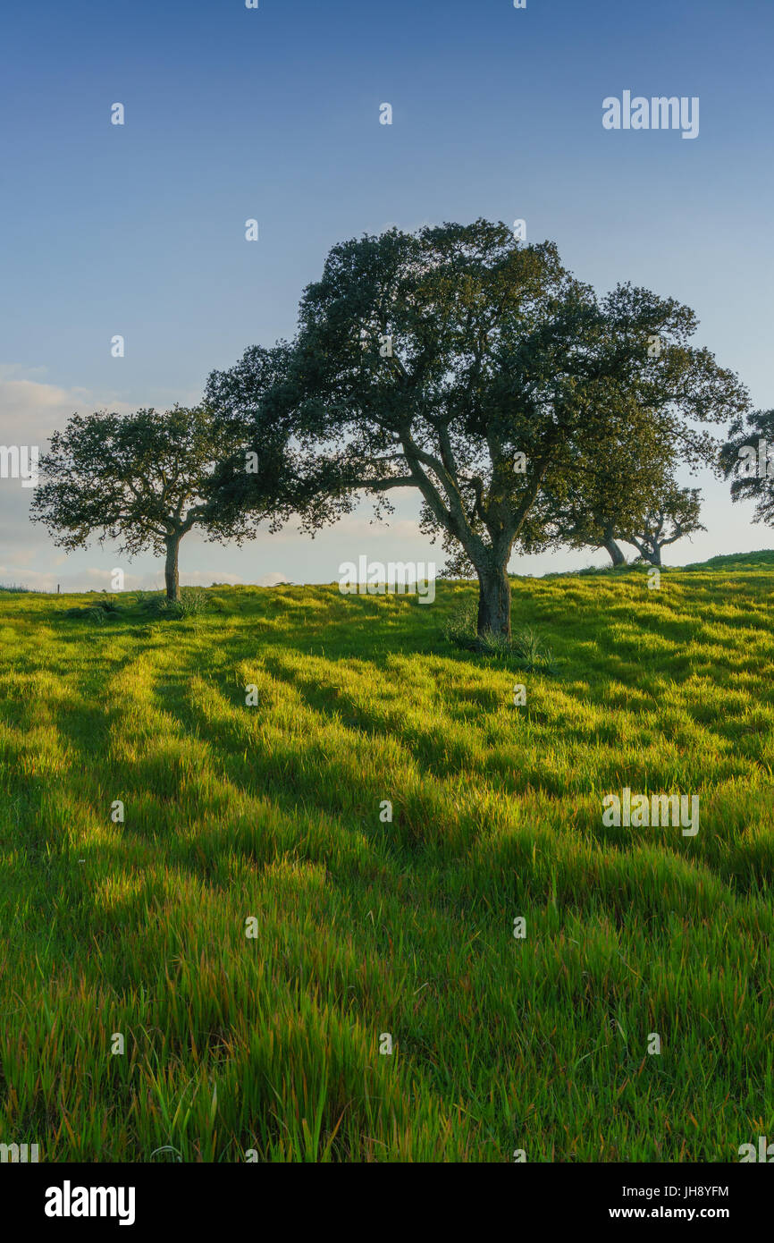 Cork oak tree Stock Photo - Alamy