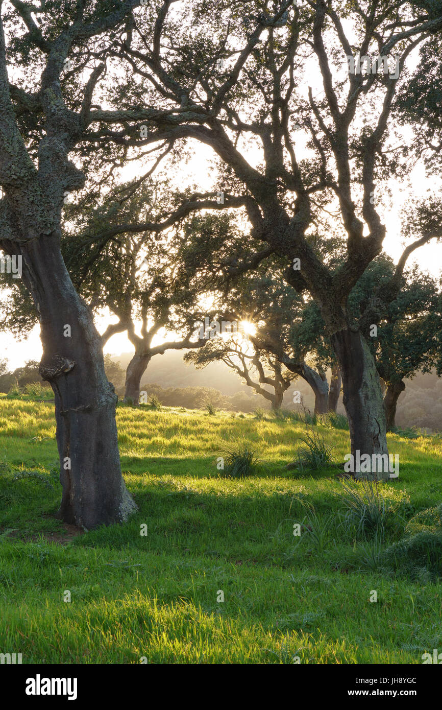 Cork oak tree Stock Photo - Alamy