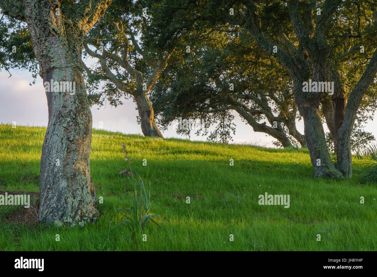 Cork oak tree Stock Photo - Alamy