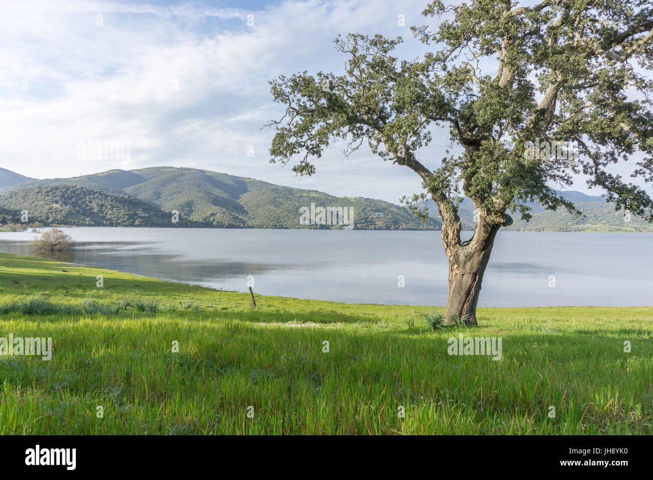 Cork oak tree Stock Photo - Alamy
